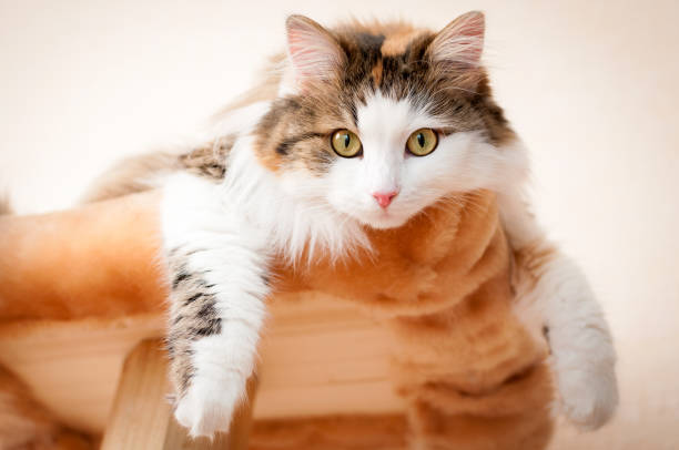 Angora turc: caractère, santé, éducation, alimentation, conditions de vie