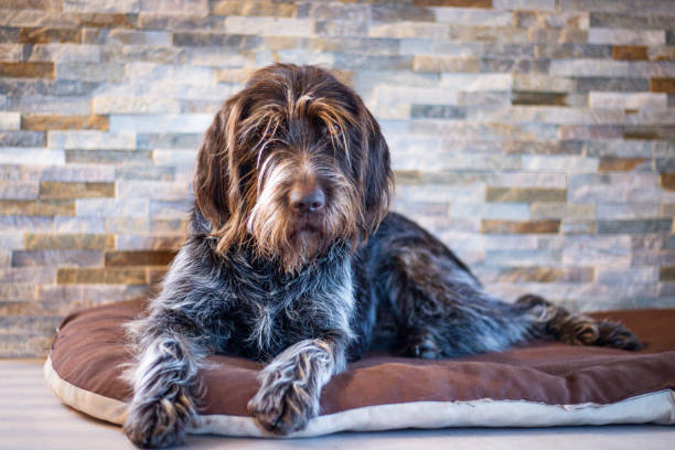 Barbu Tchèque : caractère, santé, éducation, alimentation, conditions ...