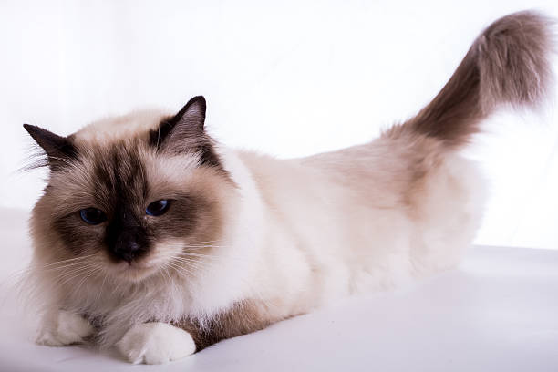 Birman ou Sacré de Birmanie: santé, comportement, alimentation, caractères