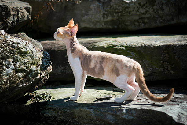 Cornish Rex: santé, condition de vie, caractères, alimentation, éducation