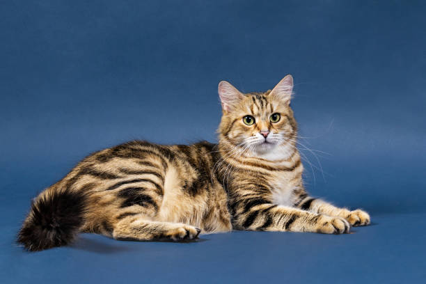 Sibérien: caractère, santé, éducation, alimentation, conditions de vie