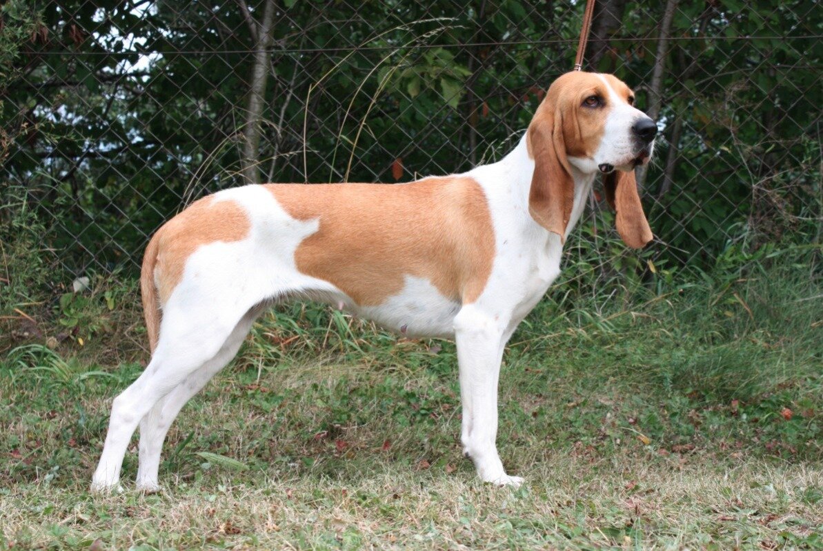 Chien courant suisse: caractère, santé, éducation, alimentation ...