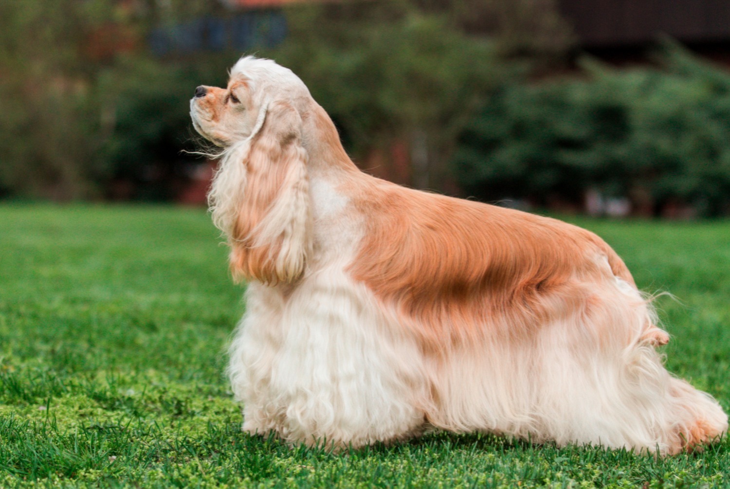 Cocker Américain:caractère, santé, éducation, alimentation, conditions ...