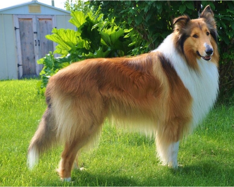 Colley à poil long: caractère, santé, éducation, alimentation ...